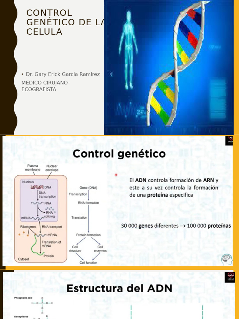 Control Genetico en La Celula | PDF