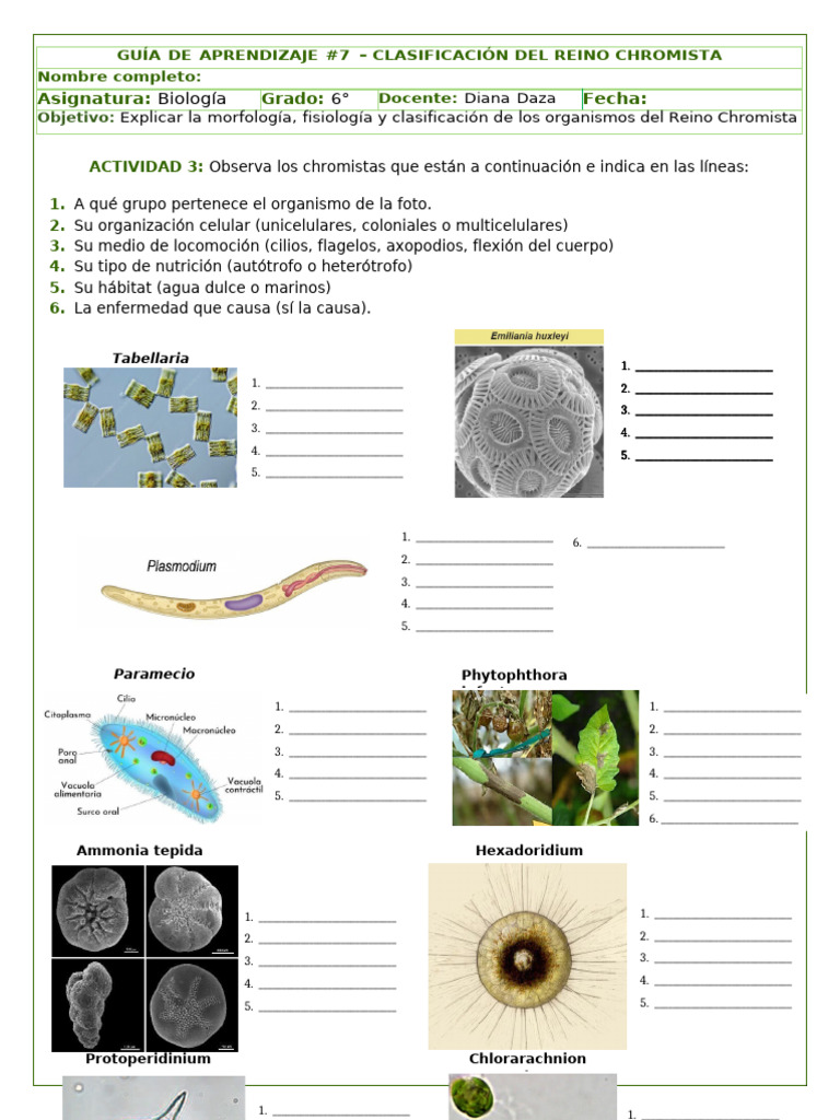 Clasificación del Reino Chromista | PDF | Biología