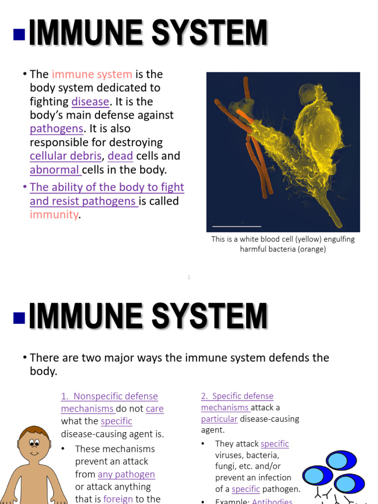 01.1 - PPT - p.1-5 of Notes - Immune & Lymphatic System | PDF ...