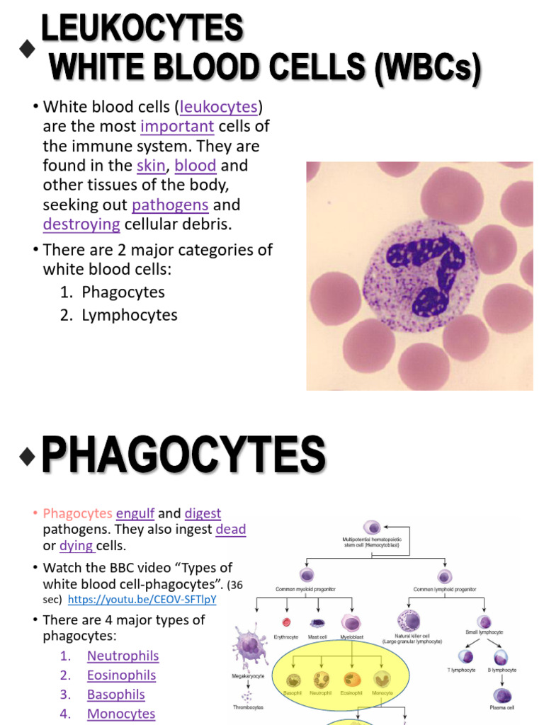 Types and Functions of White Blood Cells | PDF | White Blood Cell ...
