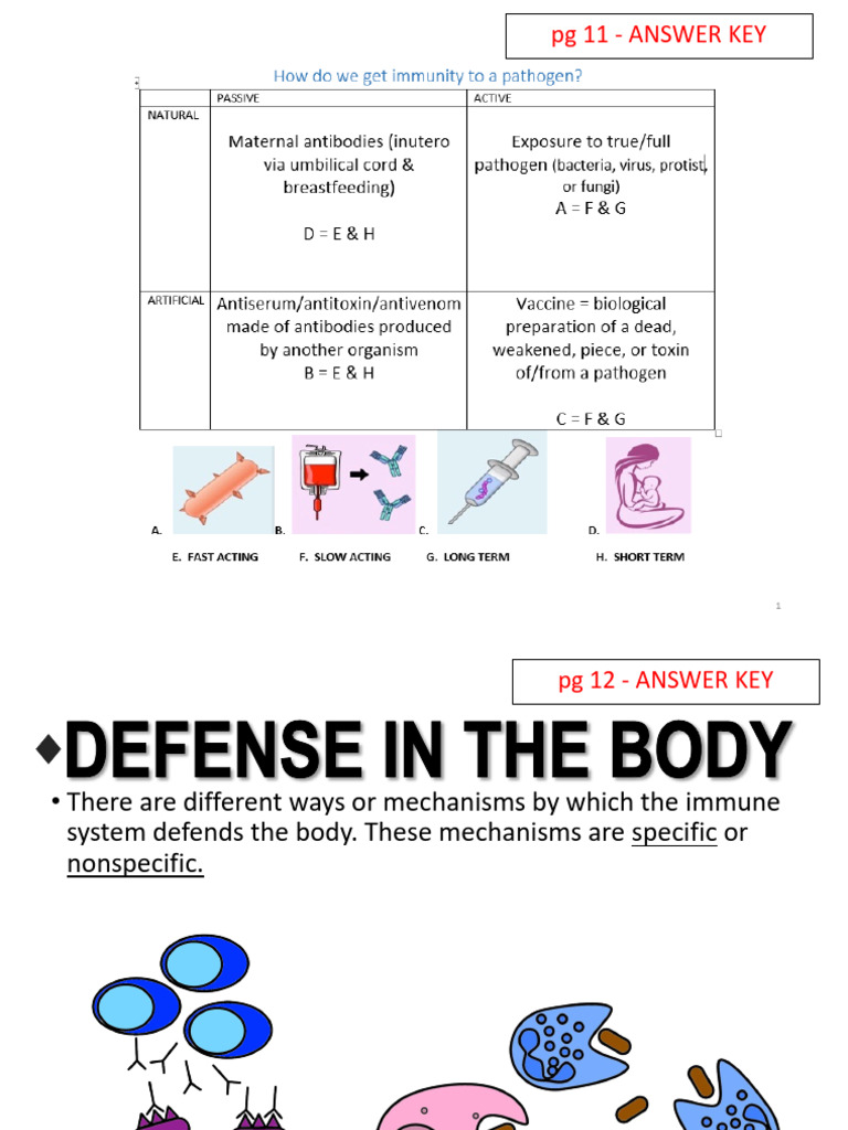 Immune System Defense Mechanisms Explained | PDF | Immune System ...