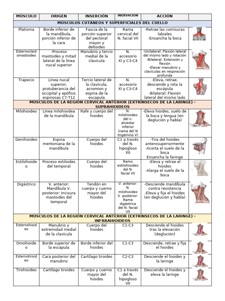 Músculos del cuello y columna cervical | PDF | Laringe | Anatomía humana