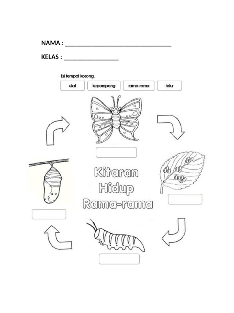 Kitar Hidup Rama-Rama | PDF