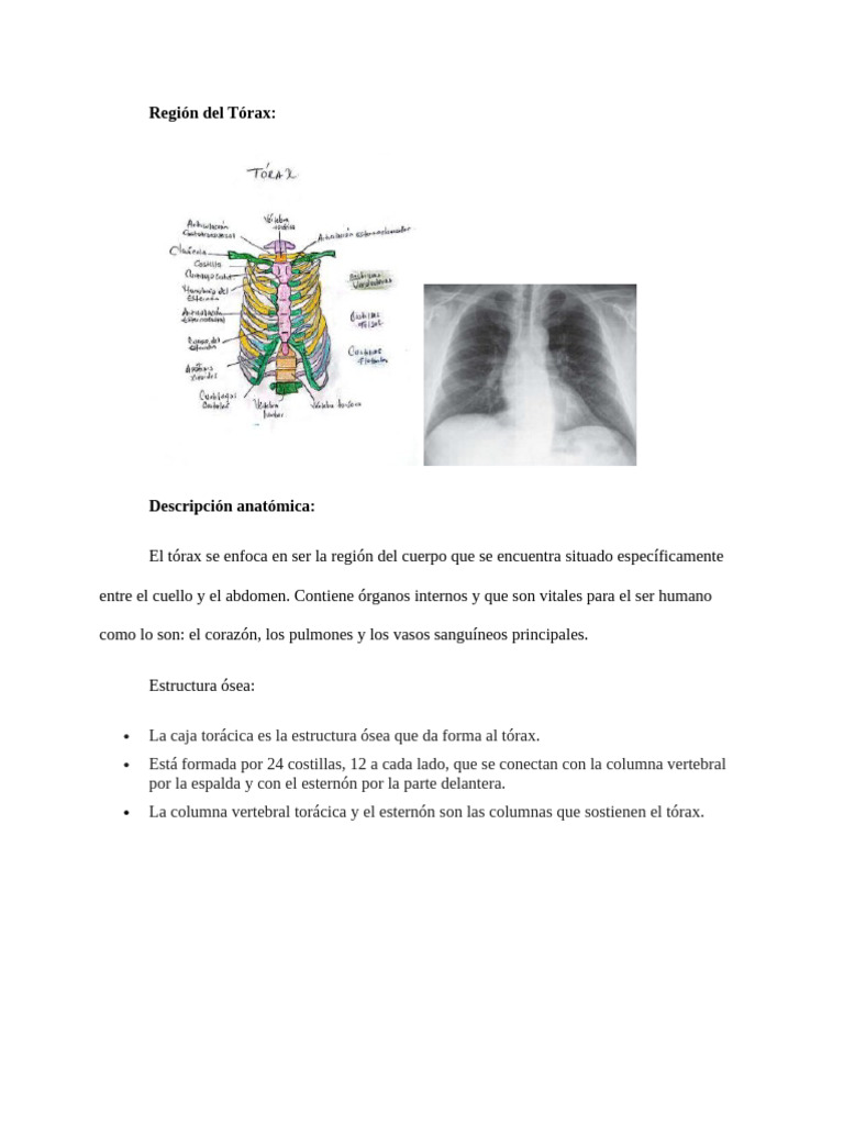 Anatomía del Tórax y Comparativa Radiográfica | PDF | Vértebra | Tórax