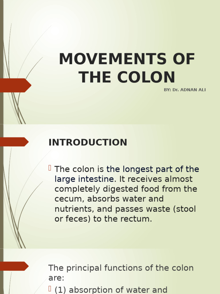 Understanding Haustrations in the Colon | PDF | Large Intestine | Organ ...
