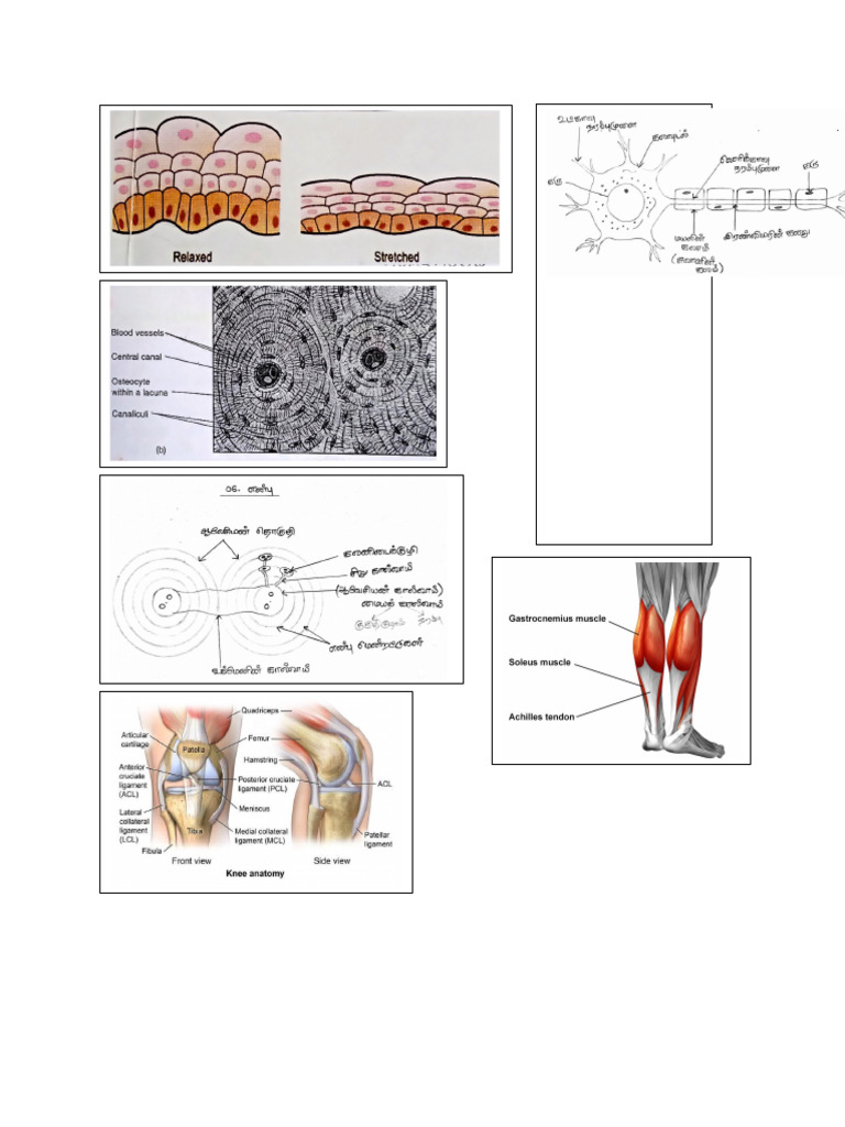 Connective Tissue | PDF
