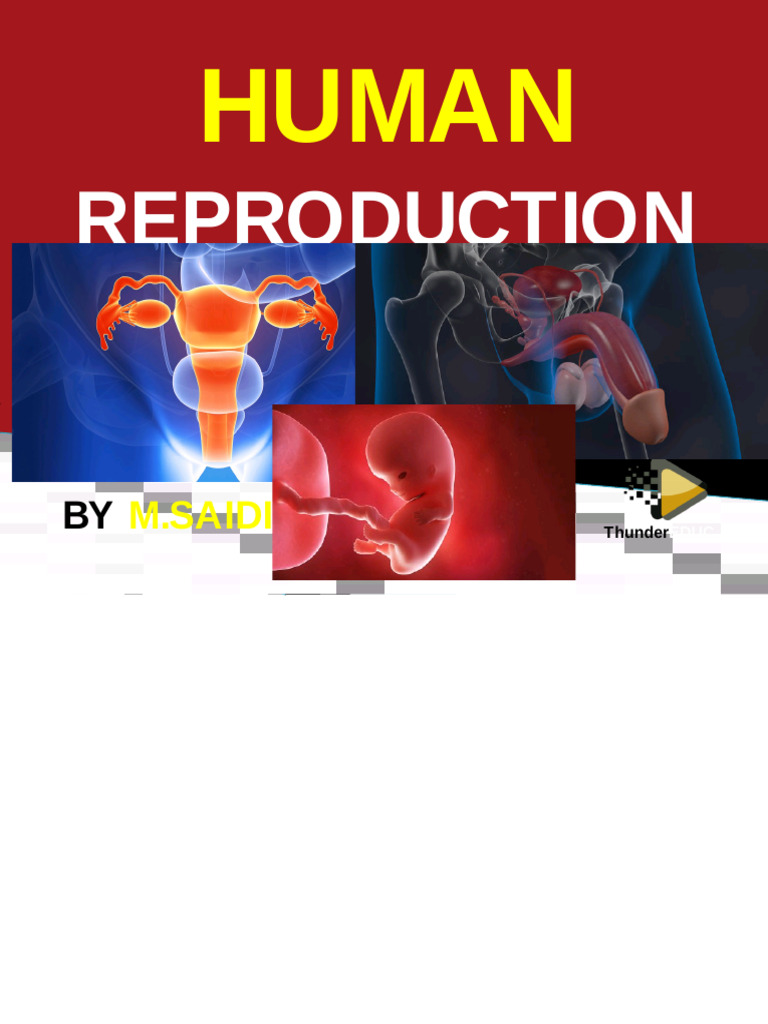 Human Reproduction Exam Notes | PDF | Menstrual Cycle | Ovary