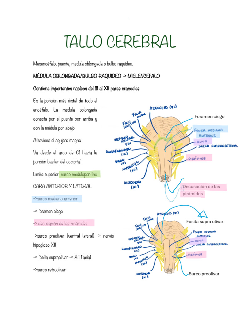 Tallo Cerebral | PDF | Neuroanatomía | Anatomía humana