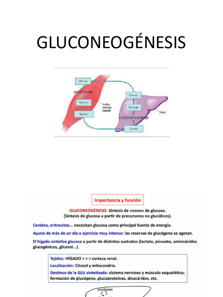 Gluconeogénesis | PDF