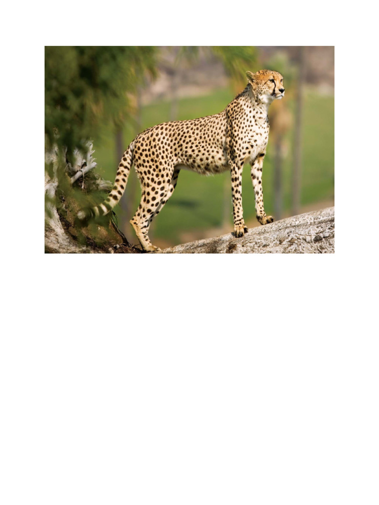 cheetah | PDF