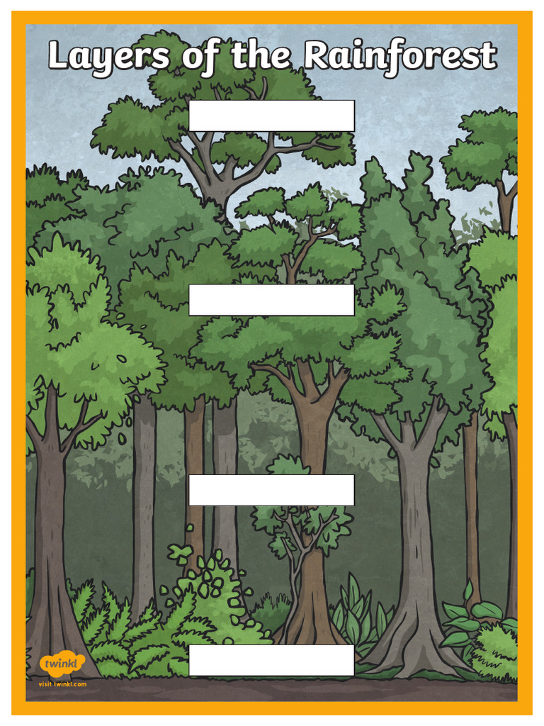 Layers of The Rainforest Activity | PDF