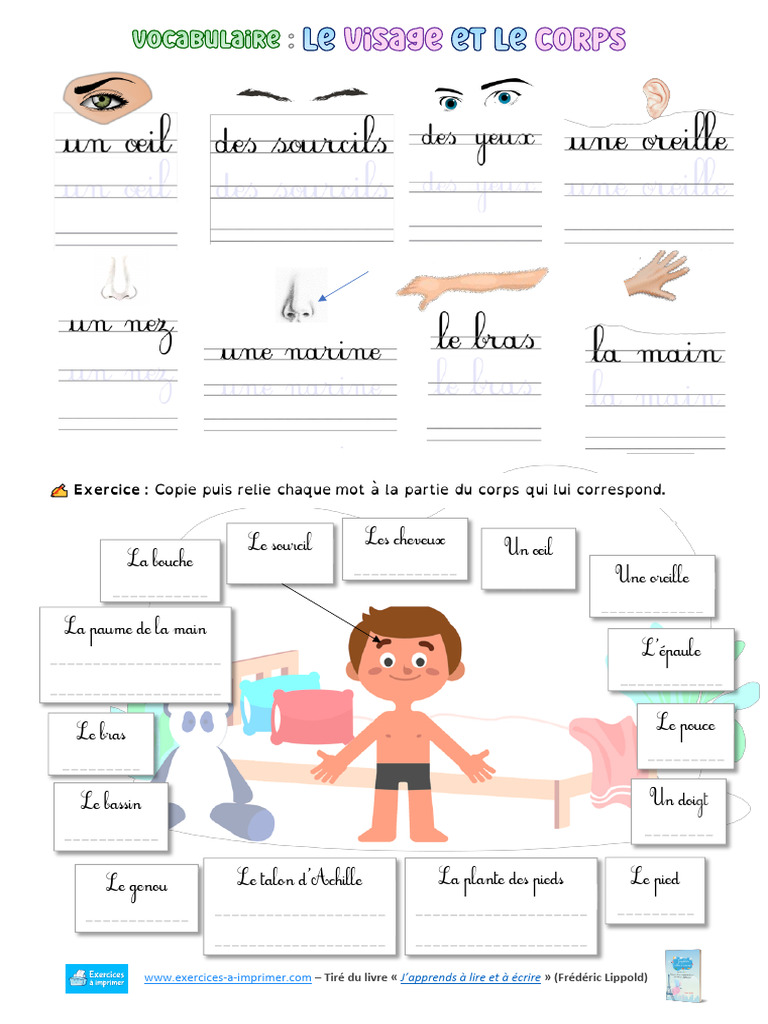 Vocabulaire du visage et du corps | PDF