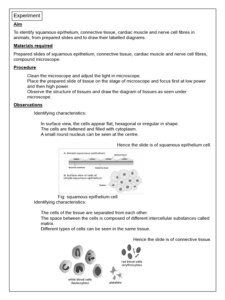 Squamous Epithelium Identification Lab | PDF | Tissue (Biology) | Epithelium