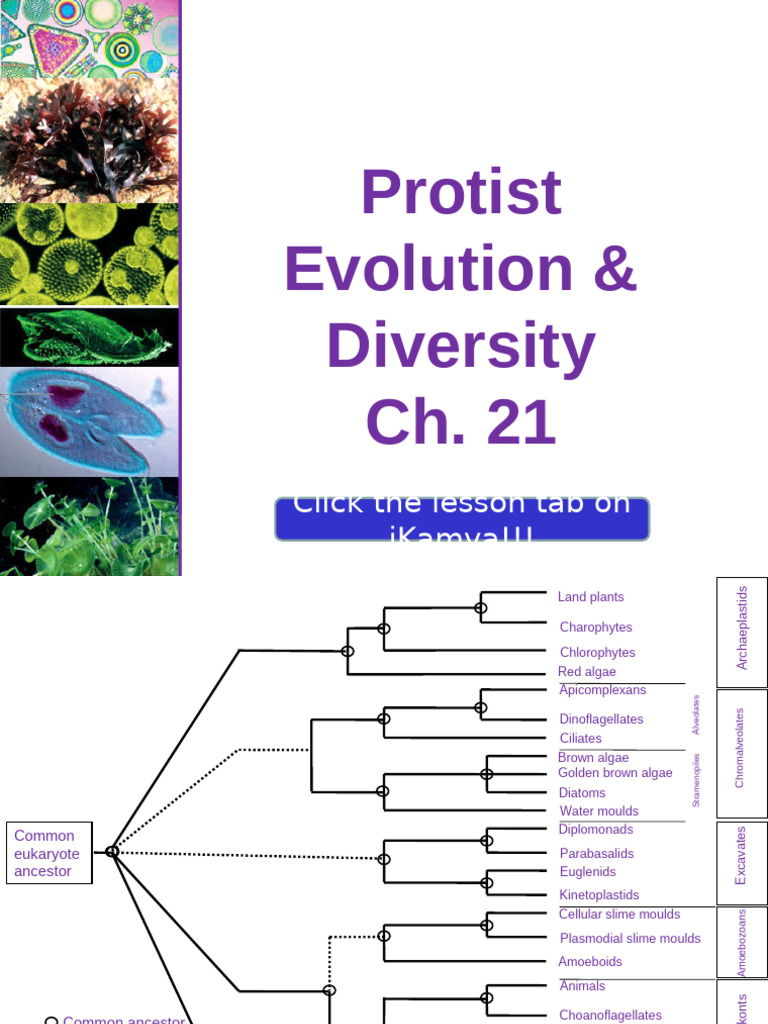 Protist Evolution and Diversity Overview | PDF | Algae | Biology