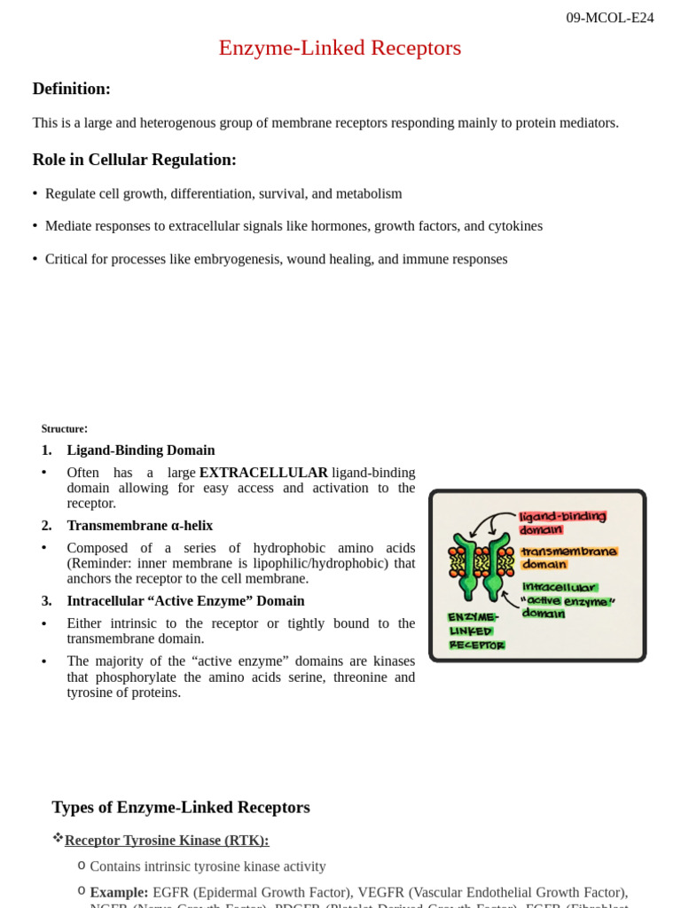 Overview of Enzyme-Linked Receptors | PDF | Signal Transduction | Kinase