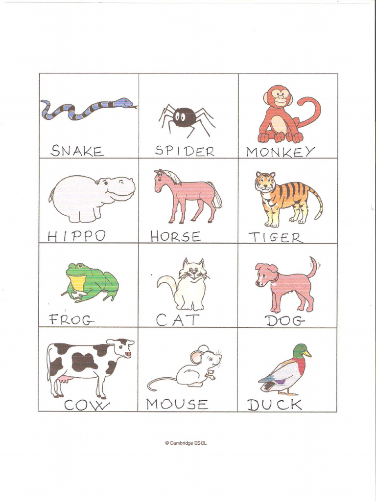 Animals Cambridge Picture Bank | PDF