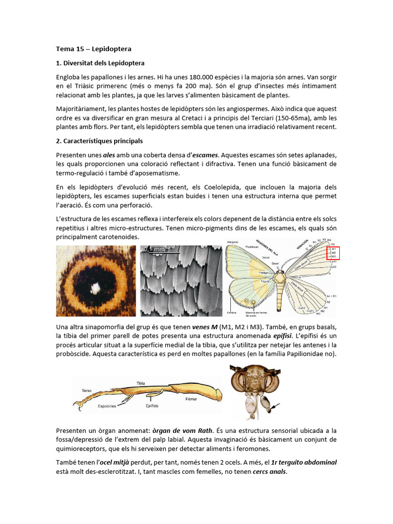 Artròpodes - Lepidoptera | PDF