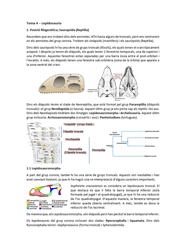 Vertebrats - Lepidosauria | PDF