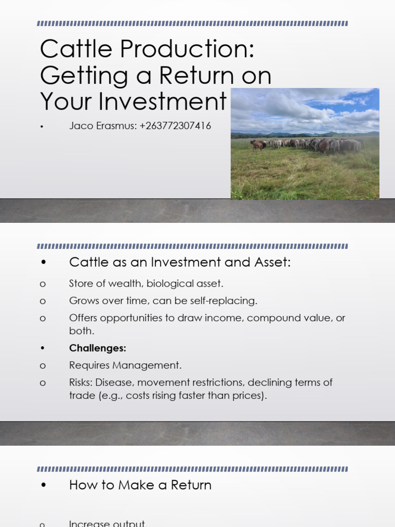 Cattle Investment ROI Strategies | PDF | Gross Margin | Investing