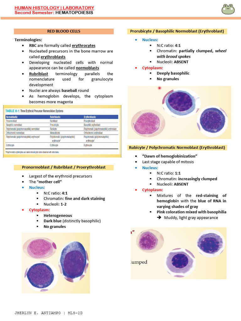 Histolab Hematopoiesis | PDF | Red Blood Cell | Cell Nucleus