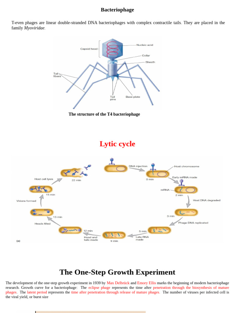 Bacteriophage Lytic and Lysogenic Cycles | PDF | Bacteriophage | Virus