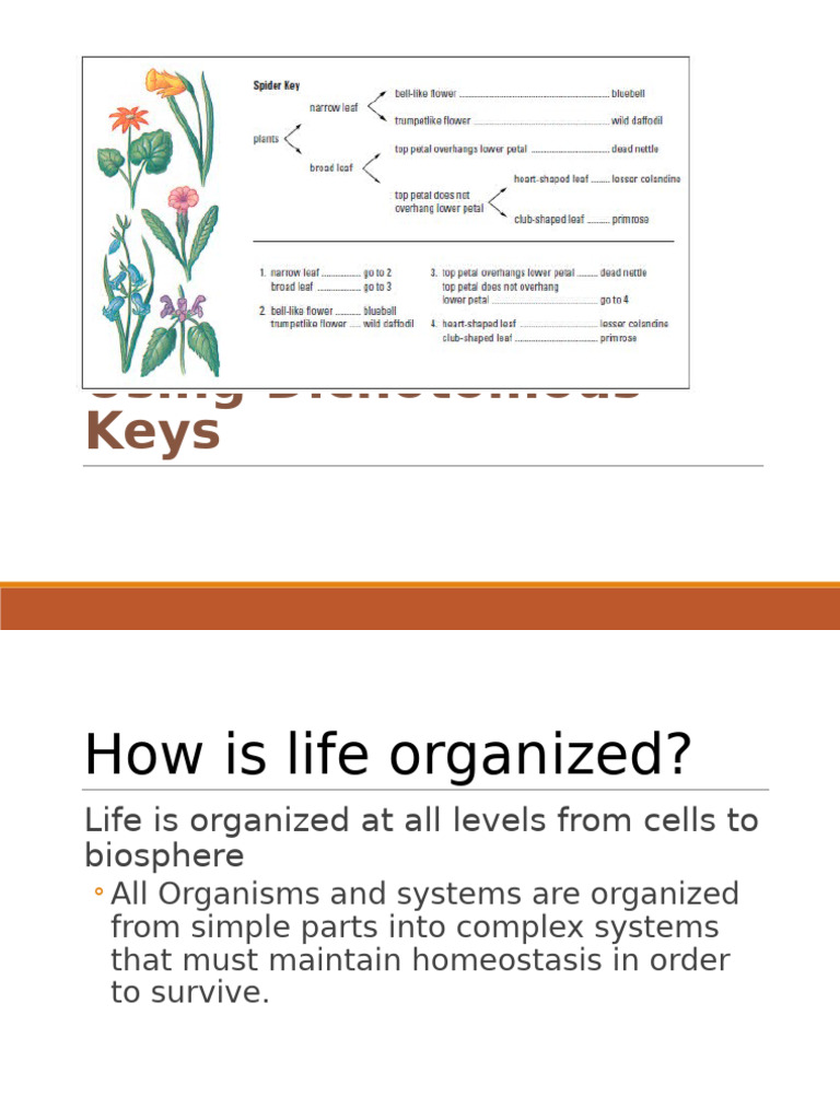 How to Use Dichotomous Keys Effectively | PDF