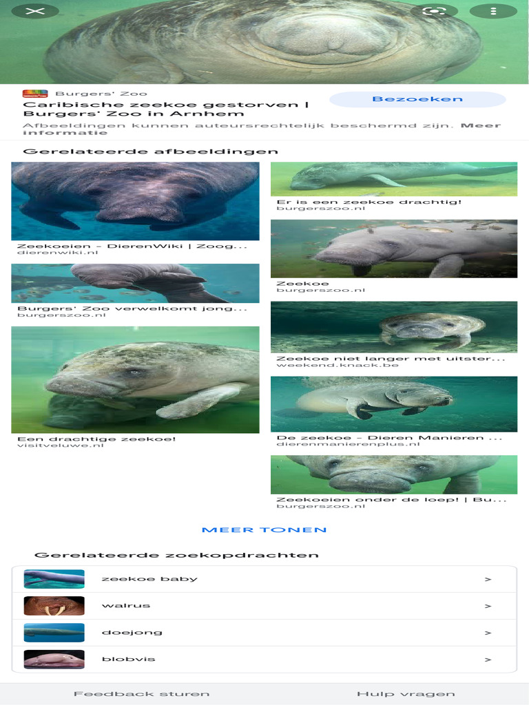 Zee Koe - Google Zoeken | PDF