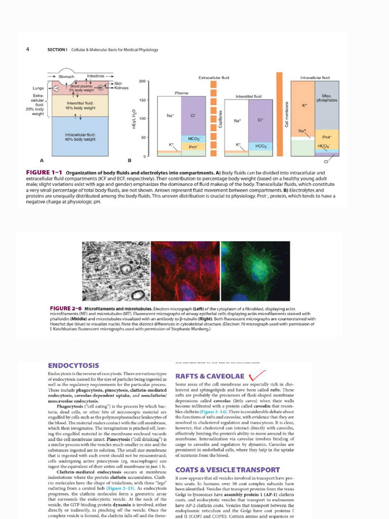 Physiology Graphs From Ganong-Compressed | PDF