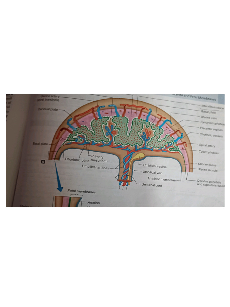 Structure of Placenta at Term | PDF