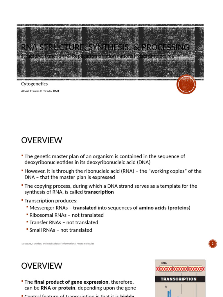 RNA Structure and Transcription Process | PDF | Ribosomal Rna | Rna