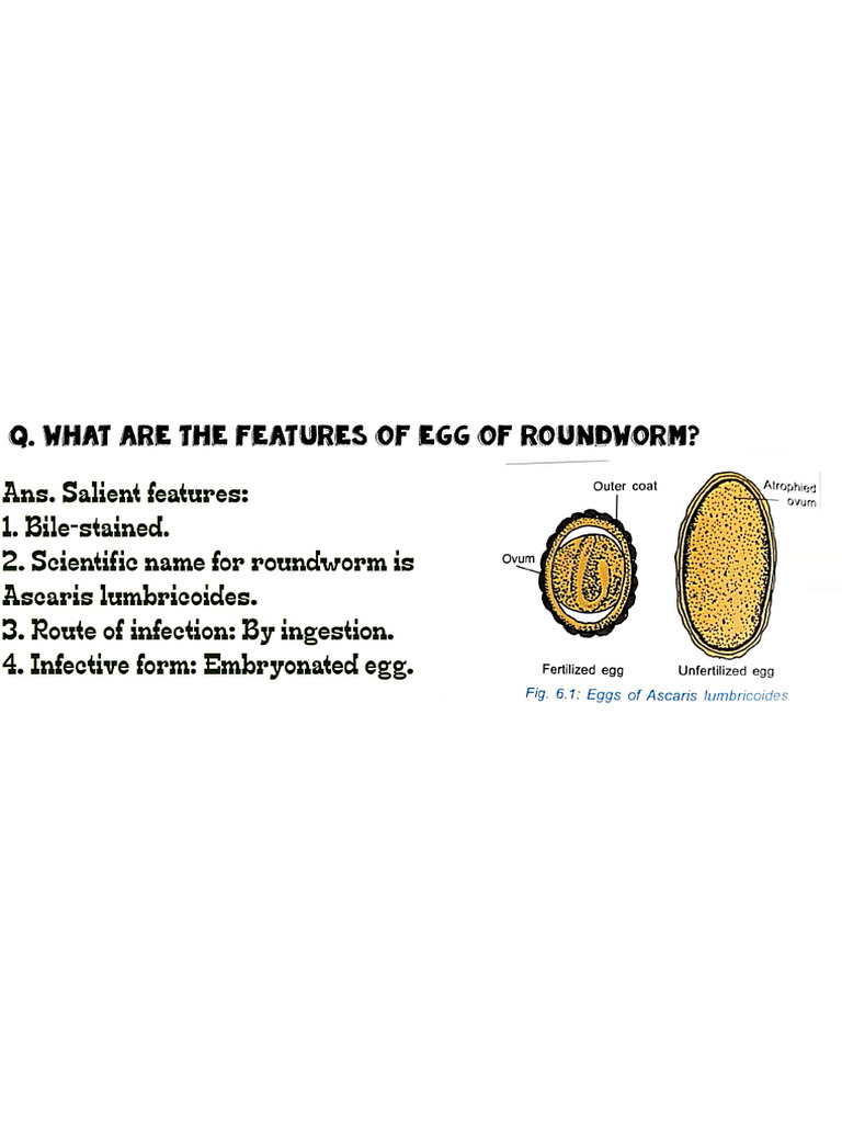 Micro Stool Examination Viva Questions | PDF