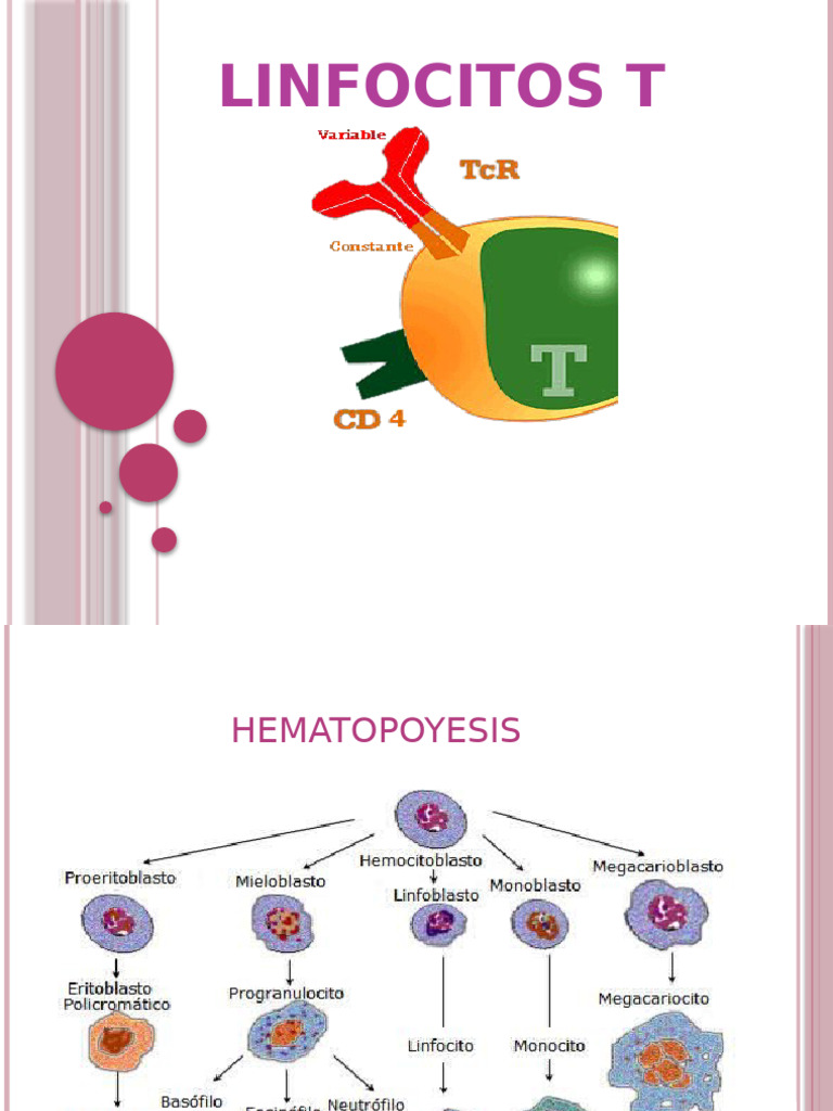 Diapositivas Linfocitos T | PDF | Célula T | Linfocitos