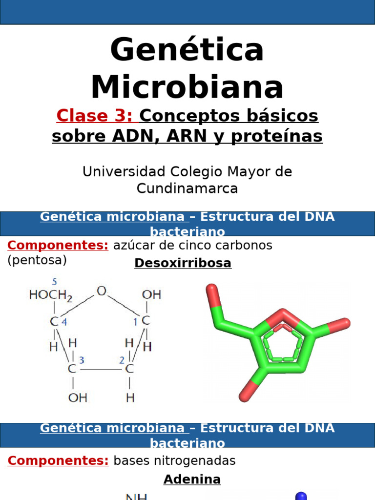3_Clase_3_Conceptos Básicos Sobre ADN, ARN y Proteínas (1) | PDF | Adn ...