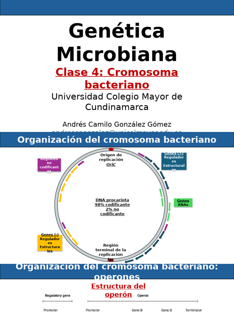 Estructura y Organización del Cromosoma Bacteriano | PDF