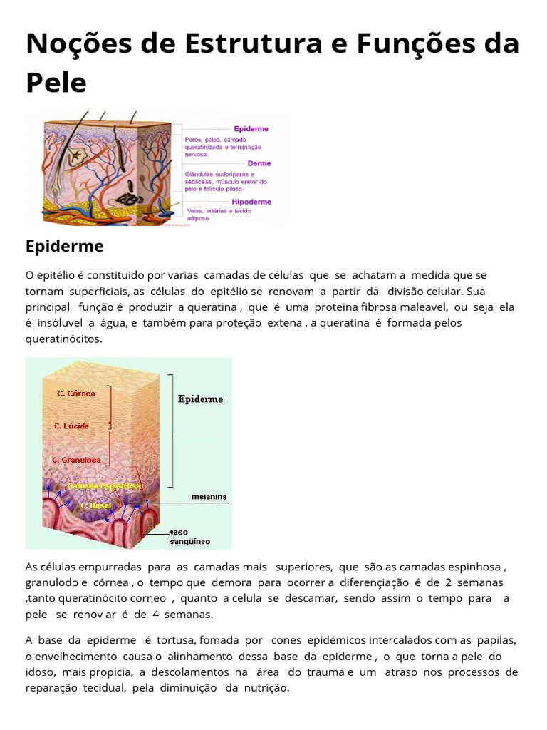 Estrutura e Funções da Epiderme | PDF