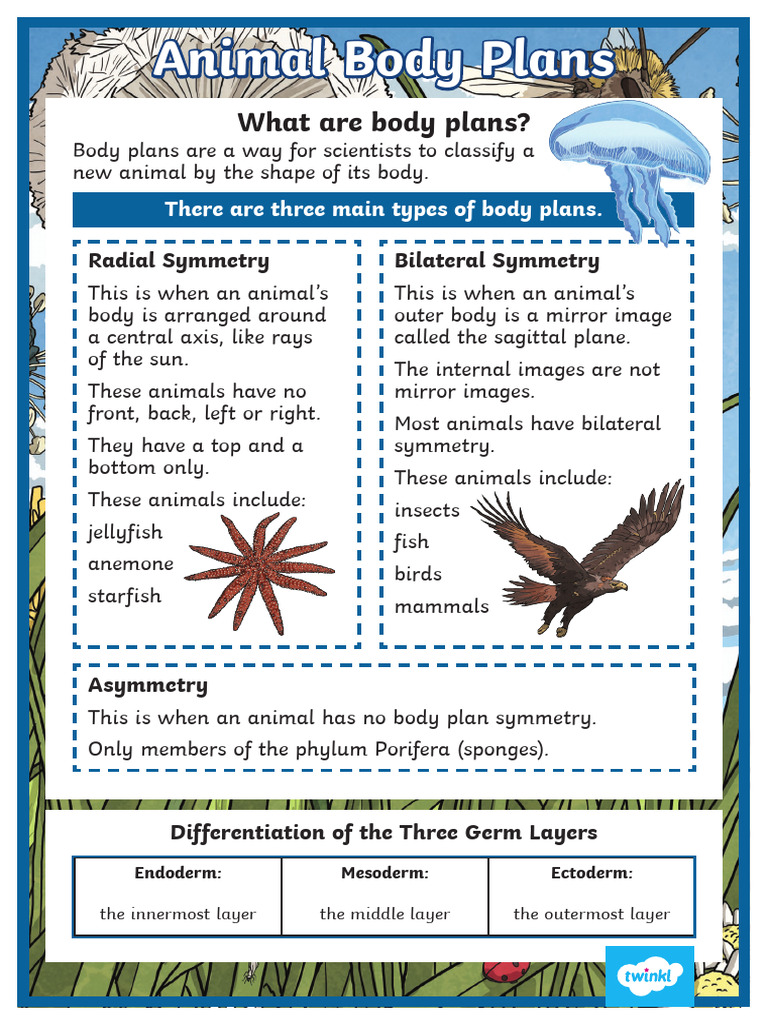Animal Body Plans Explained: Symmetry Types | PDF | Zoology ...