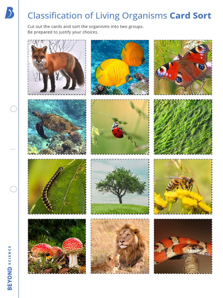 Classification of Living Organisms Card Sort - Ver - 1 | PDF