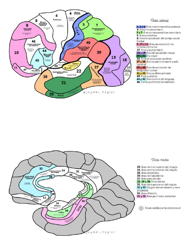 Areas de Brodmann | PDF | Lóbulo frontal | Lóbulo temporal