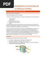 El Saco Dural Humano | PDF | Médula espinal | Anatomía