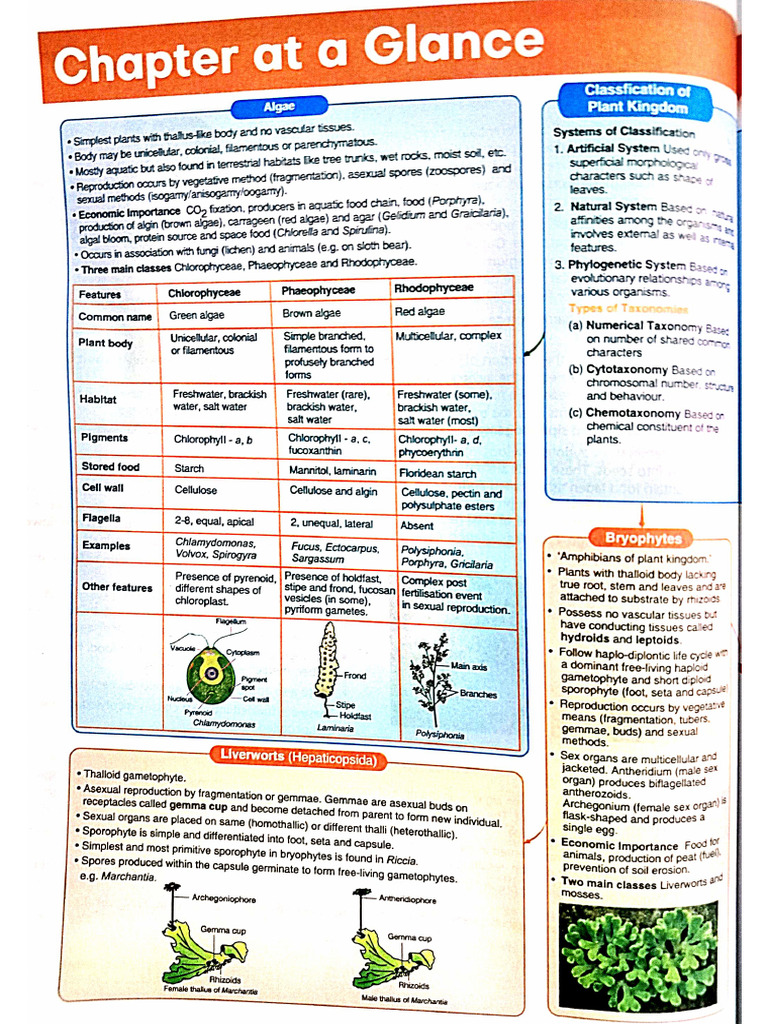 Plant Kingdom-MCQ's With Explanation | PDF