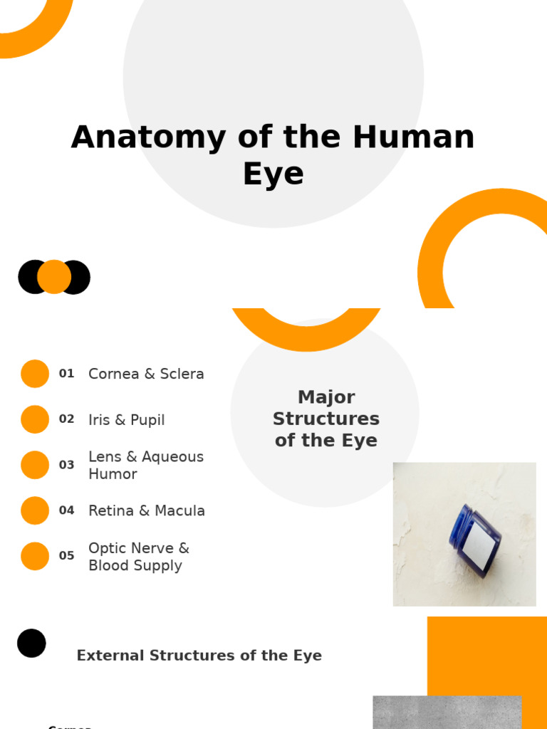 Anatomy of The Human Eye | PDF | Eye | Retina