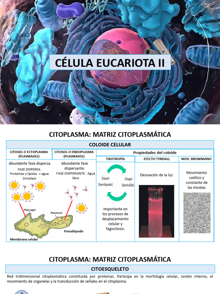 cellula eucariota ii | PDF | Citoplasma | Nucleo celular