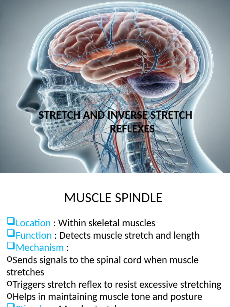 Stretch and Inverse Stretch Reflexes 2 | PDF | Nervous System ...