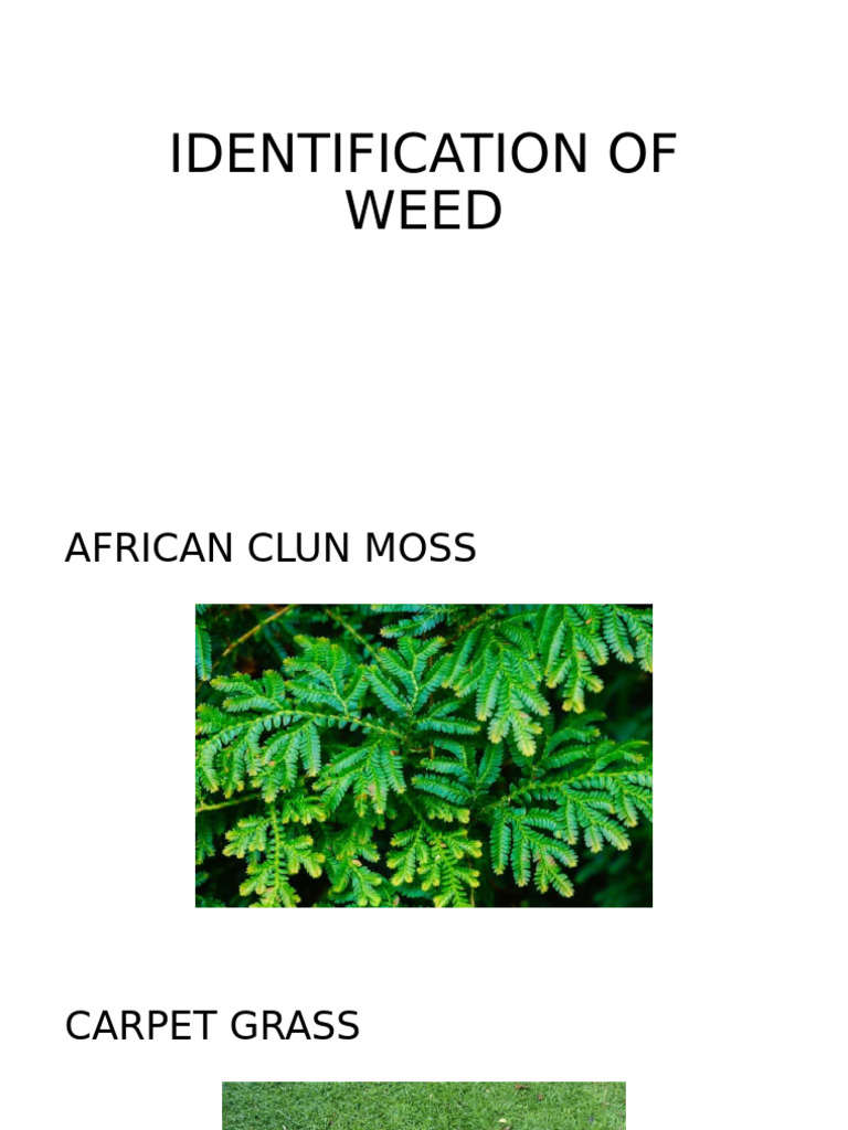 IMAGES OF WEED | PDF