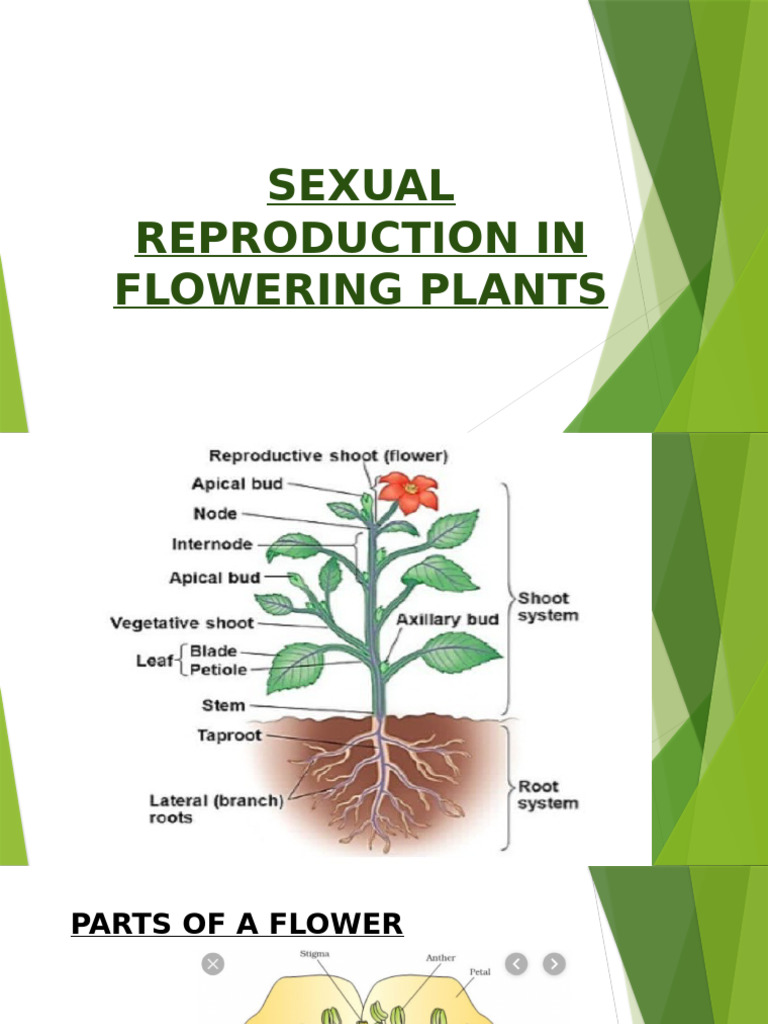 Sexual Reproduction in Flowering Plants | PDF | Pollen | Flowers