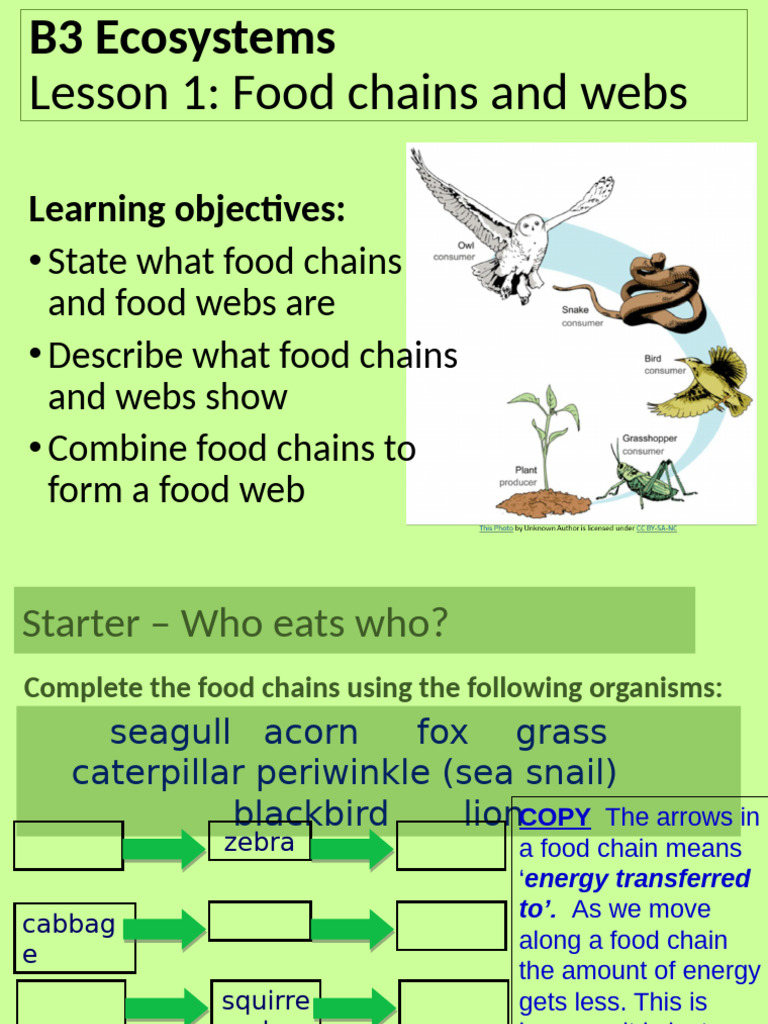 7B3.1 Food Chains and Food Webs | PDF | Foods | Food Web