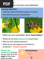Pollination Worksheet Stage 5 Worksheet | PDF | Pollination | Science