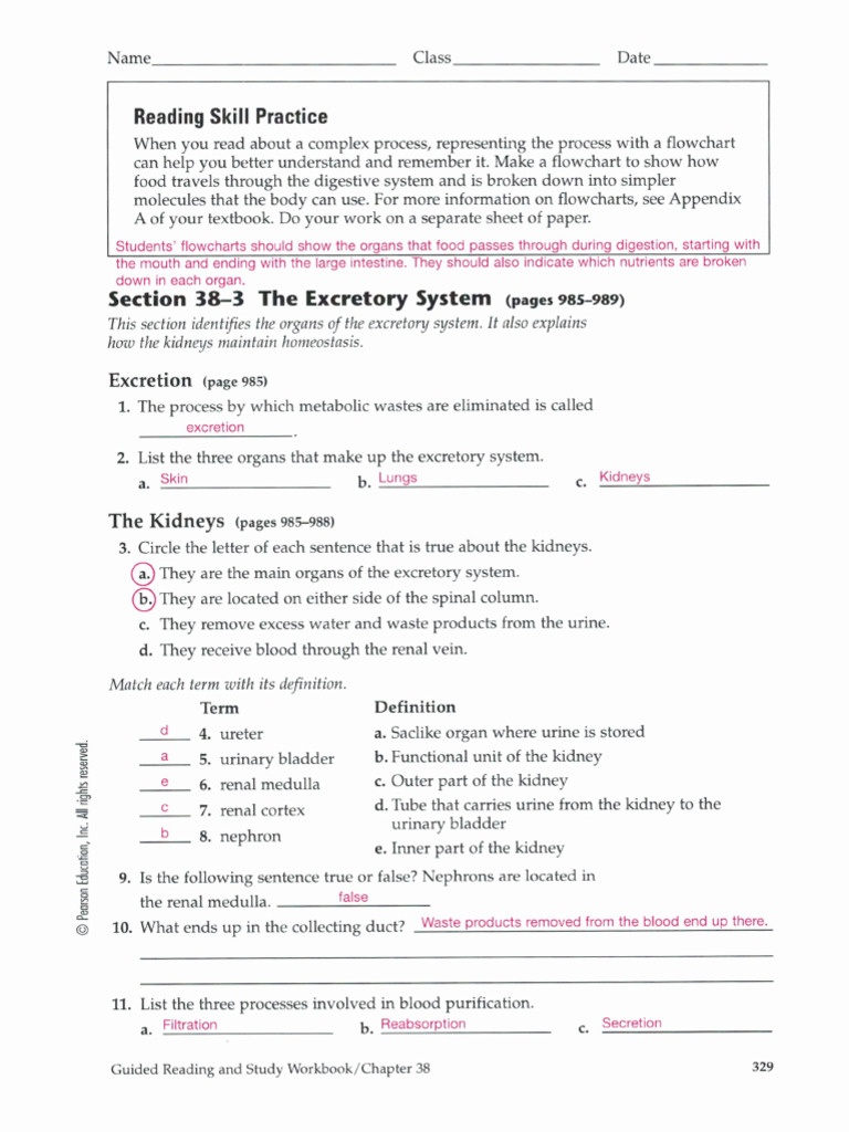Excretory System Answer Key | PDF