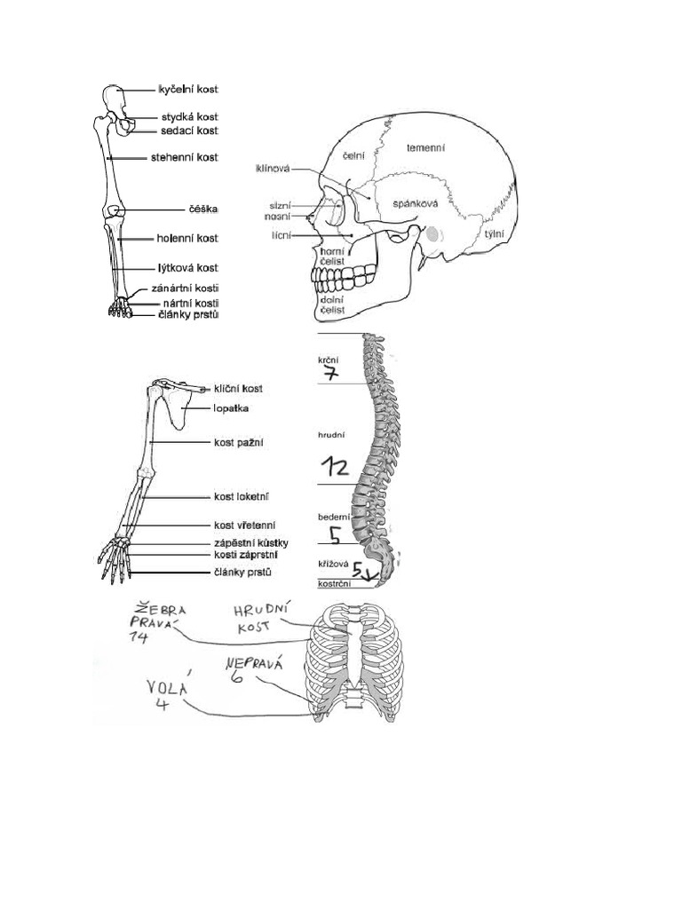 lebky (1) | PDF