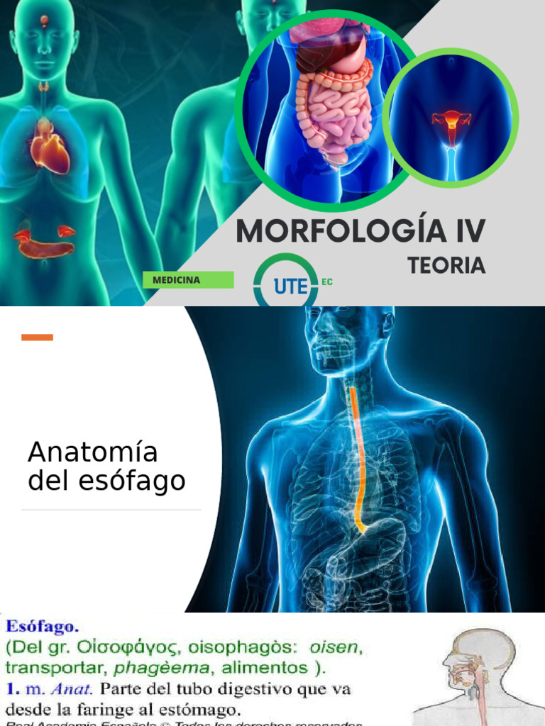 6 Esofago | PDF